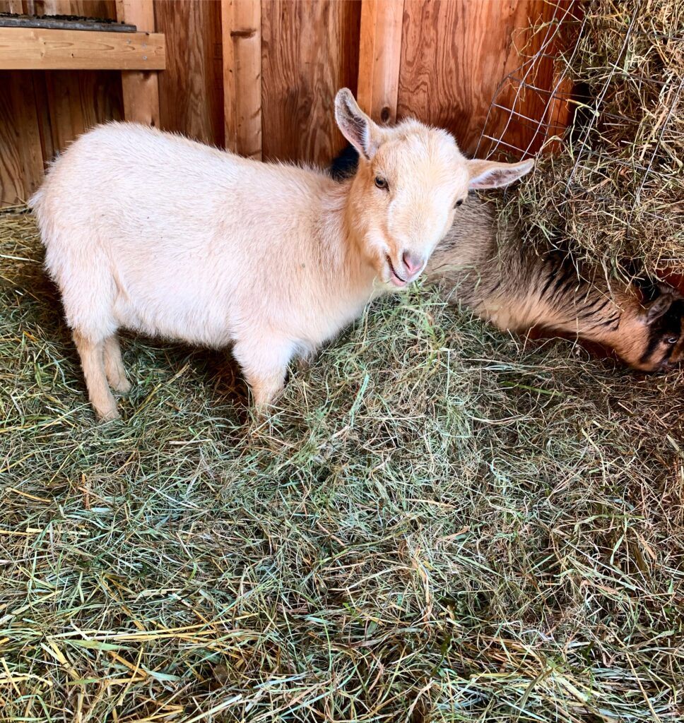 What do goats eat? A complete guide for feeding goats! | Life on Willow Creek Farm