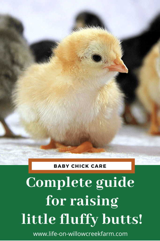 Complete Guide For Raising Baby Chicks Life On Willow Creek Farm